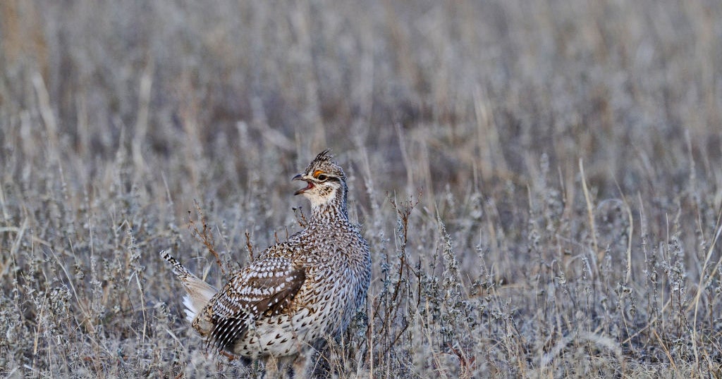 Sharp Tailed Grouse Hunting