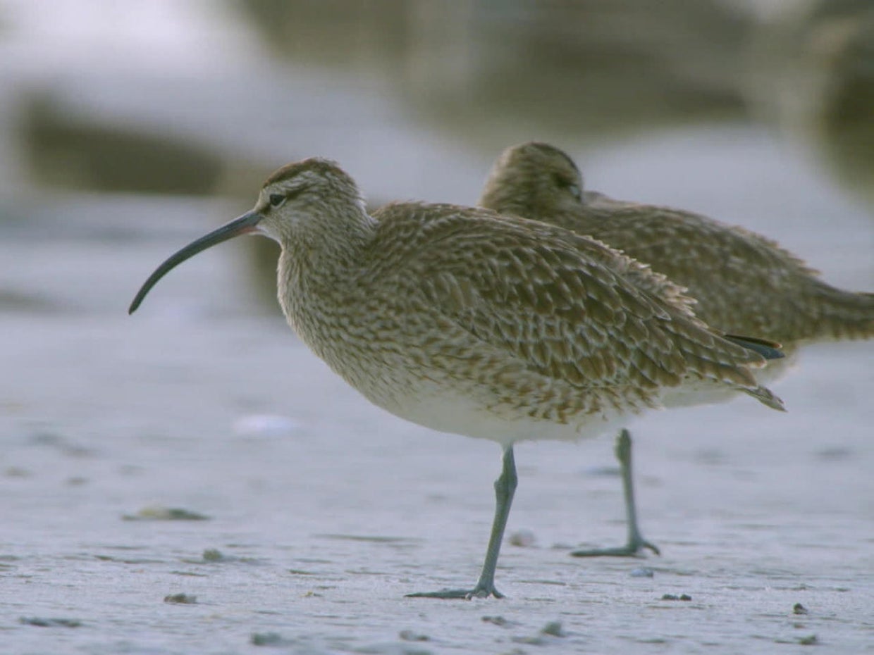 A migration odyssey: Tagging whimbrel shorebirds - CBS News