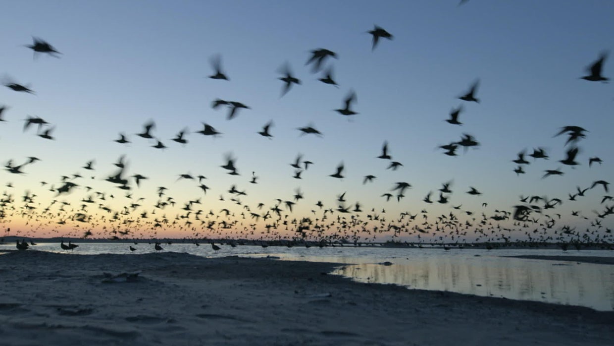A migration odyssey: Tagging whimbrel shorebirds - CBS News