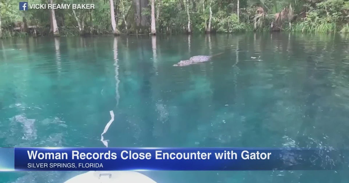 Florida Woman Records Close Encounter With Alligator While ...