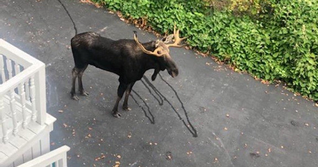 Moose Hit By Car In Worcester, Wanders Away, But Then Captured Safely ...