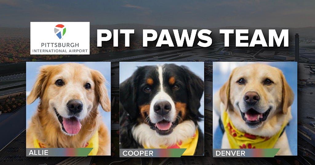 Pittsburgh International Airport Introduces New Dogs To The 'Paws Team ...