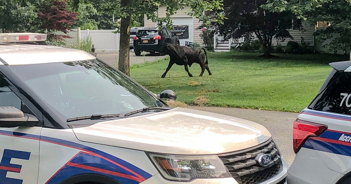 1,500-pound bull that escaped farm captured after 2 months: "Look who ...