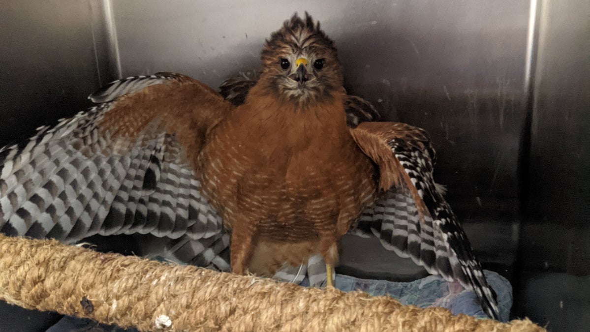 Salinas Firefighters Rescue Entangled Hawk from Tree - CBS San Francisco