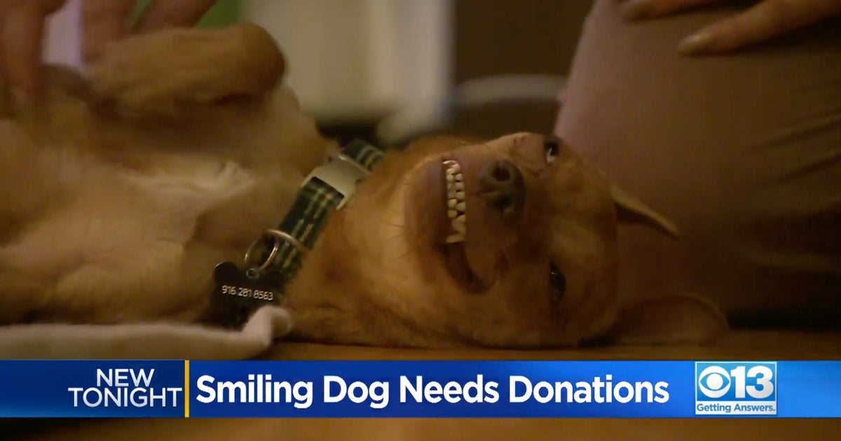 Dog With 'Constant Smile' Needs Serious Donations For Neurological ...