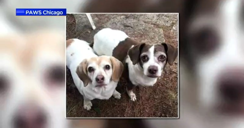 PAWS Dogs Of The Week: Brownie And Tonga - CBS Chicago