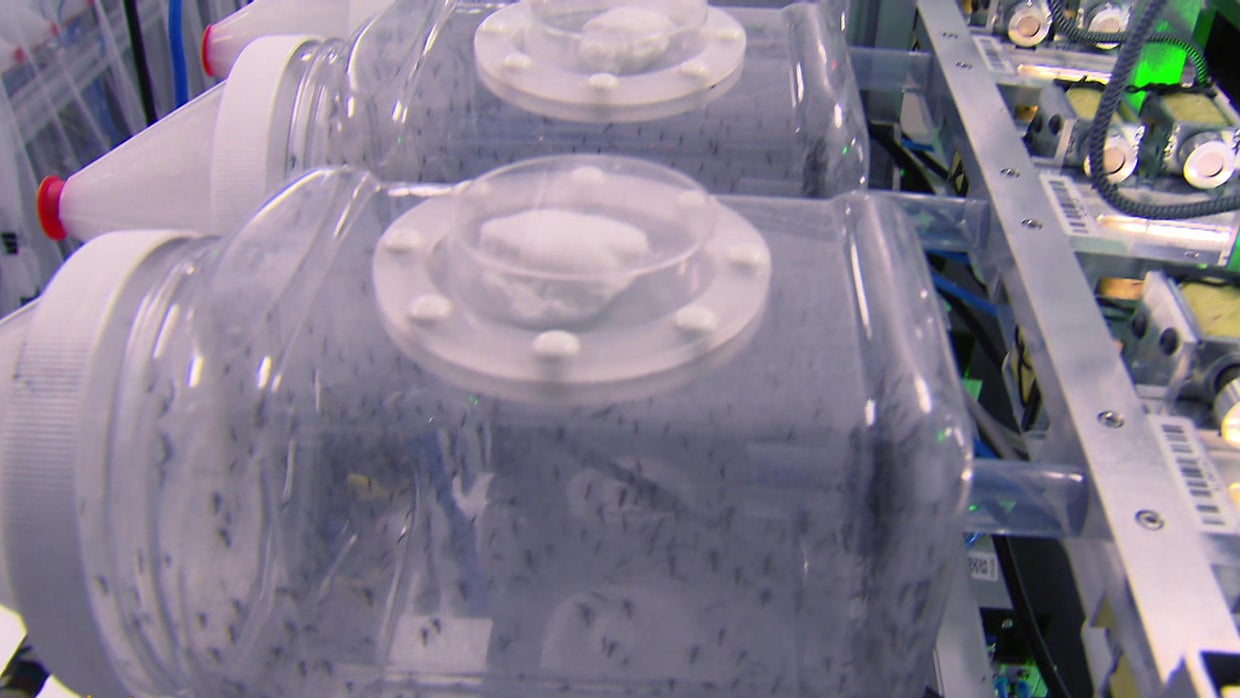 Visit a factory that makes mosquitoes - CBS News