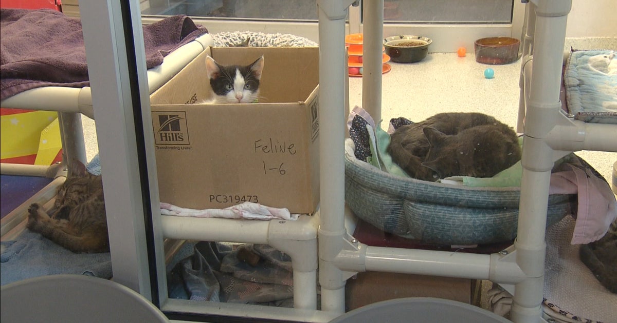 More Adoptable Animals At The Dumb Friends League Than They've Seen In ...