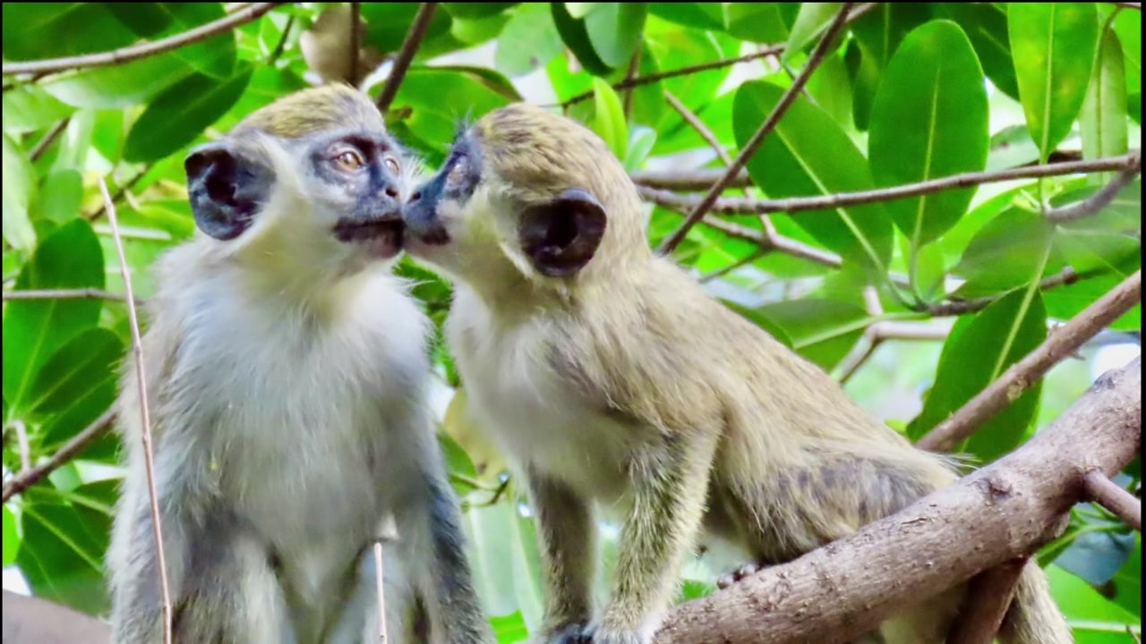 Stories About Dania Beach - CBS Miami