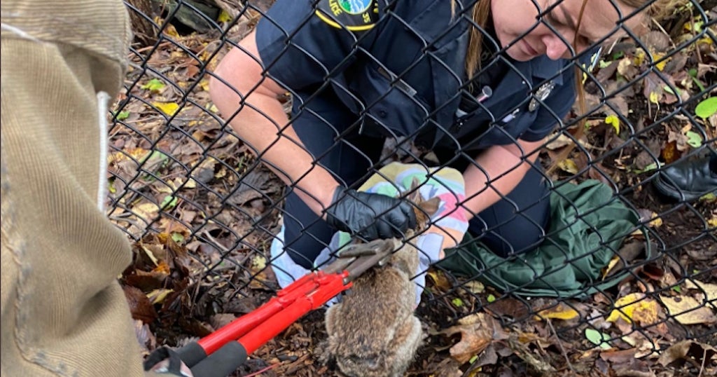 LOOK: Acton First Responders Save Rabbit Stuck In Fence - CBS Boston