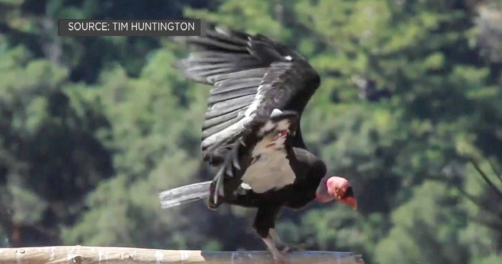California Condor Tracked Flying Above Mount Diablo - CBS San Francisco