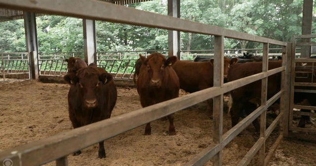 U.K. researchers study cattle in hopes of reducing their effect on ...