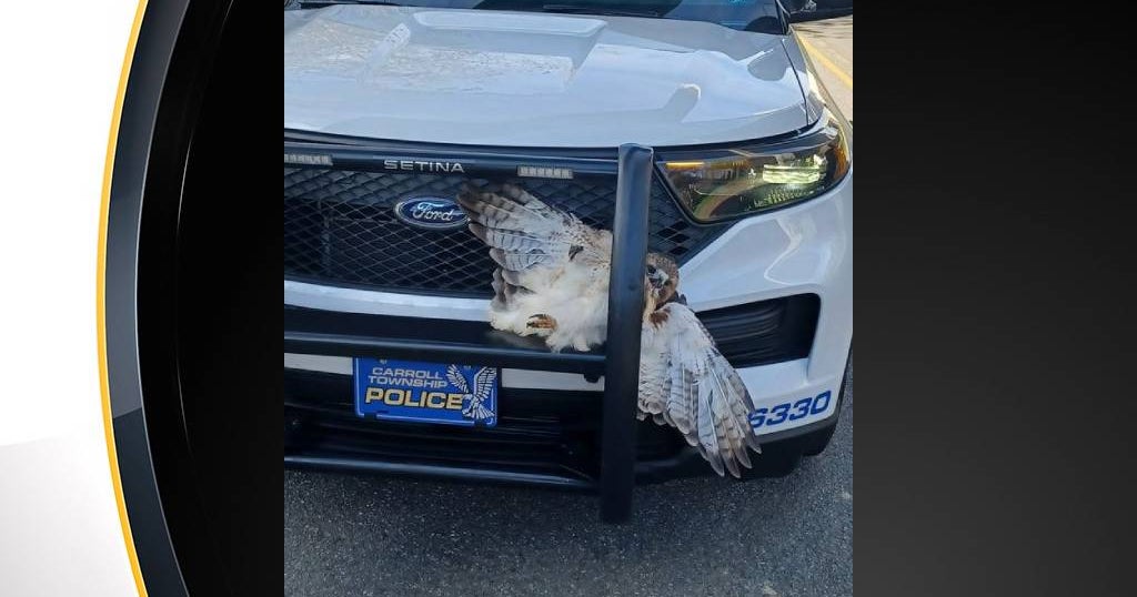 Red-Tailed Hawk Freed After Getting Stuck In Police Car's Push Bumper ...