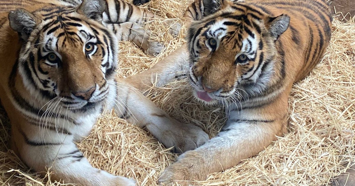 Oakland Zoo Forced To Euthanize Beloved, Ailing Tiger Sisters Molly and ...