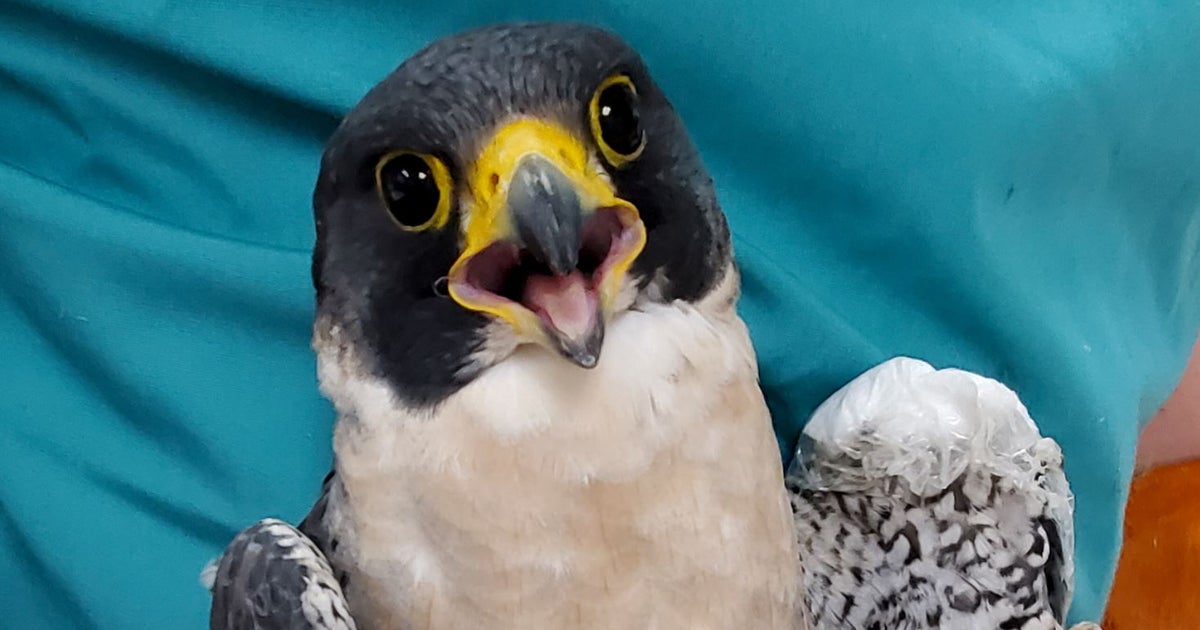 On The Mend; UC-Berkeley's Beloved Peregrine Falcon Grinnell Released ...