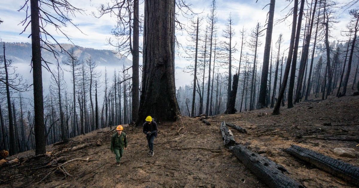 3-5% Of The World's Giant Sequoias Burned In 2021 - Good Day Sacramento