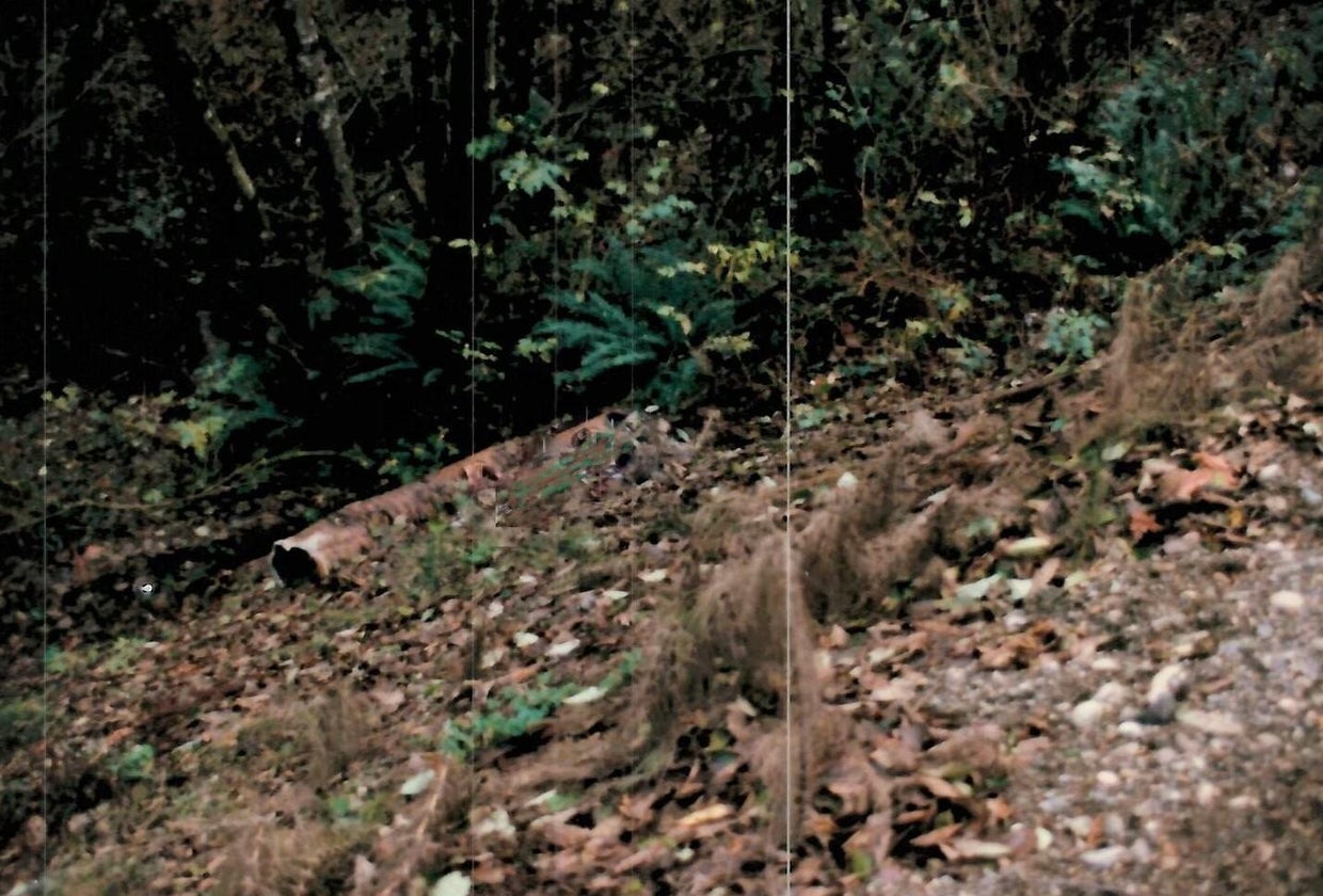 Killer of Tanya Van Cuylenborg and Jay Cook eludes police for 31 years ...