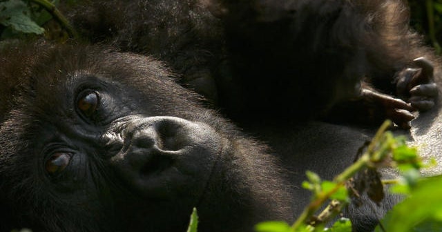 Rwandan mountain gorillas a rare conservation success - CBS News