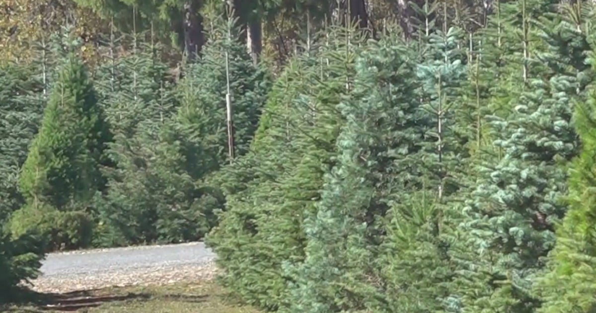 Placerville Christmas Tree Farm Keeps Tradition Alive Through Drought ...