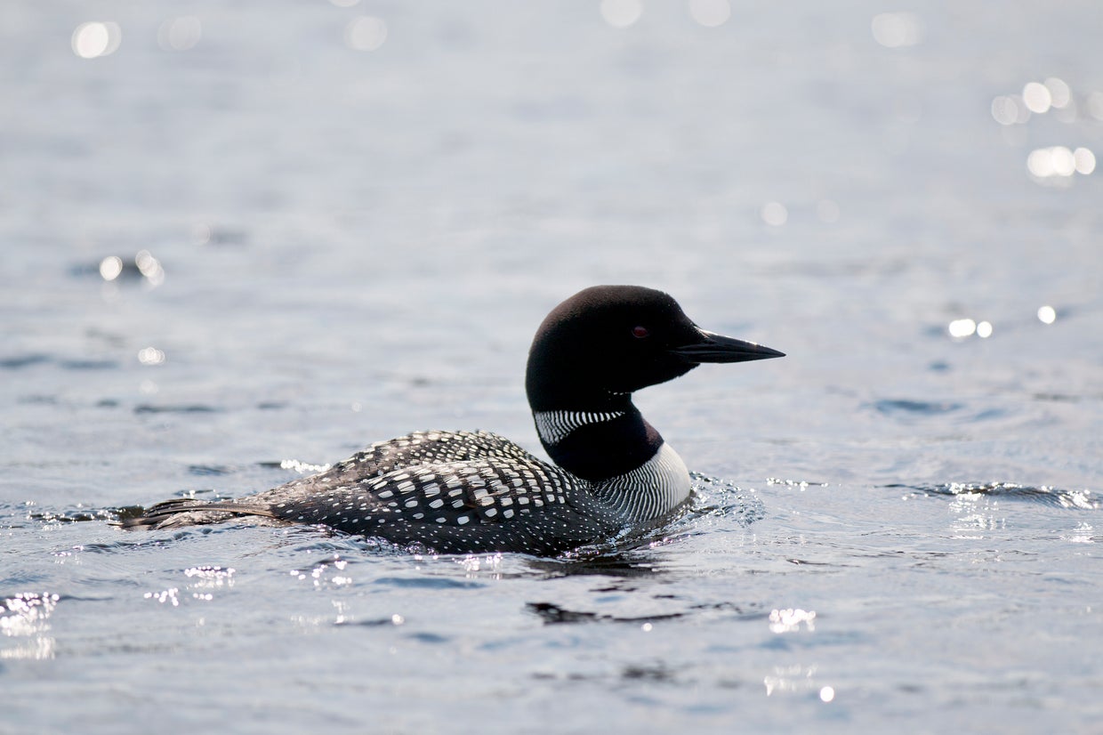 Researcher probing Wisconsin loon decline expands project to Minnesota ...