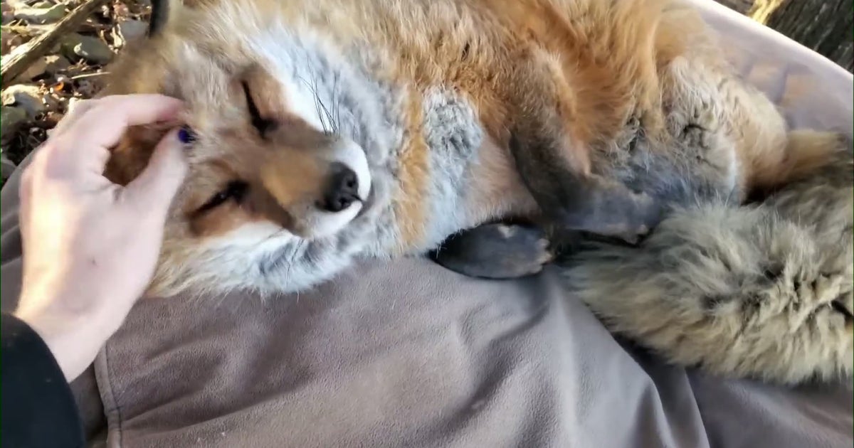 Minnesota Fox Rescue Group Gets National Attention After Viral Video ...