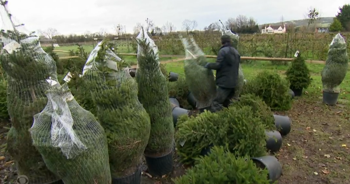 Tree rentals provide eco-friendly alternative to holiday tradition ...