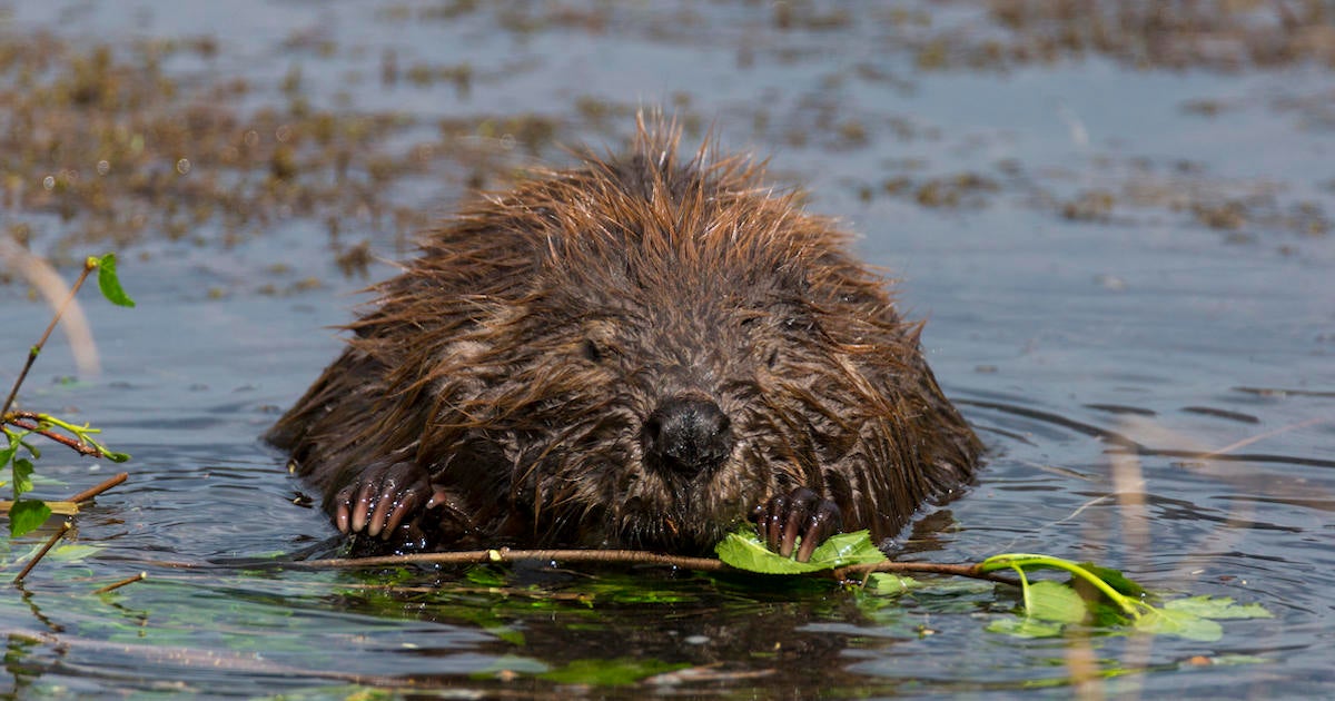 Beavers are now living as far north as the Arctic, researchers find ...