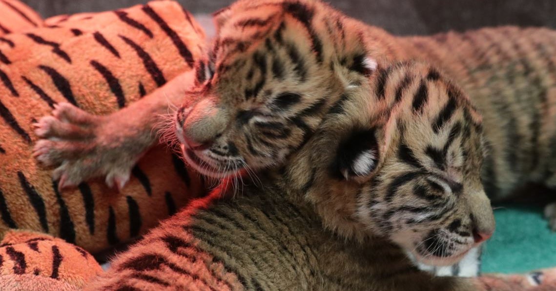 A Lot Of Purring Going On As Dallas Zoo Welcomes 2 Sumatran Tiger Cubs ...