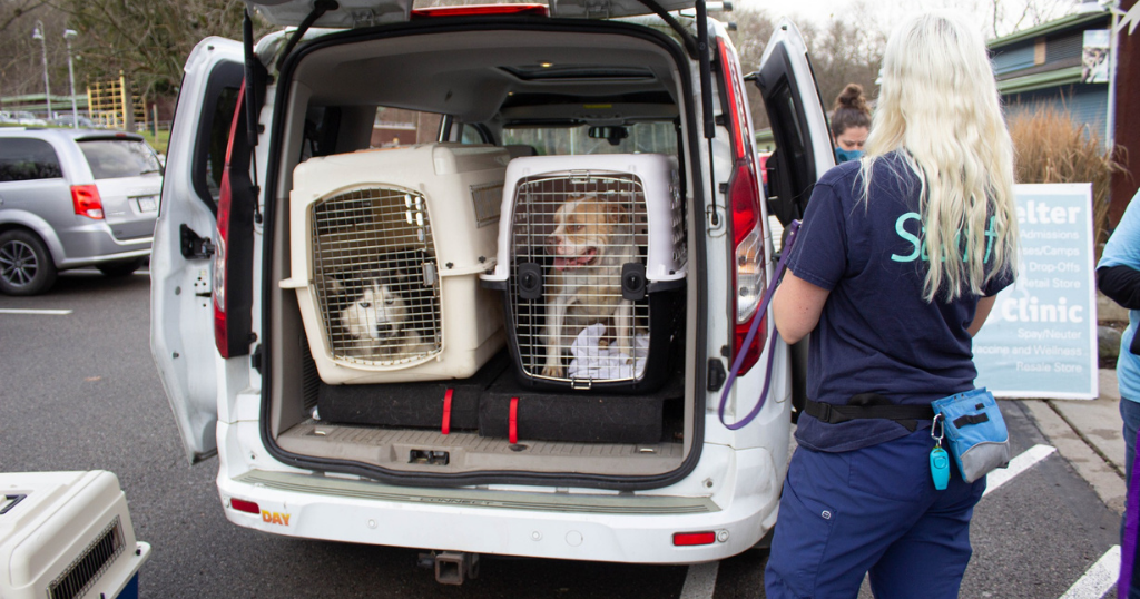 New Year's Rescue Brings 58 Dogs, Cats And Bunnies To Animal Friends ...