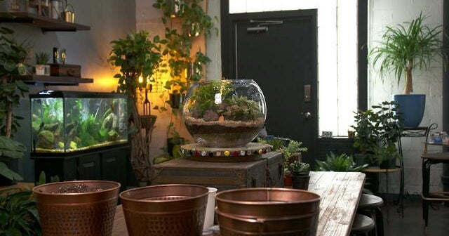 Nature on full display at first-ever plant lounge - CBS News
