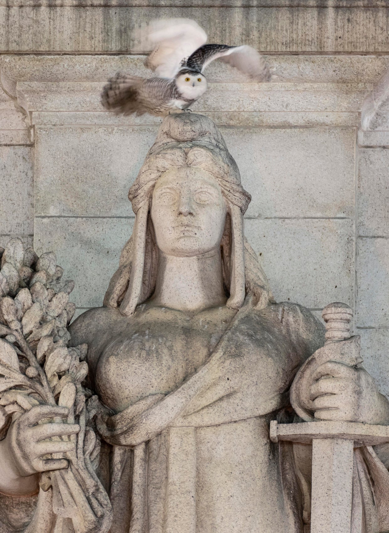 Stunning images capture rare snowy owl touring iconic buildings in ...