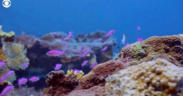 "Magical" massive coral reef discovered deep below surface in Tahiti ...