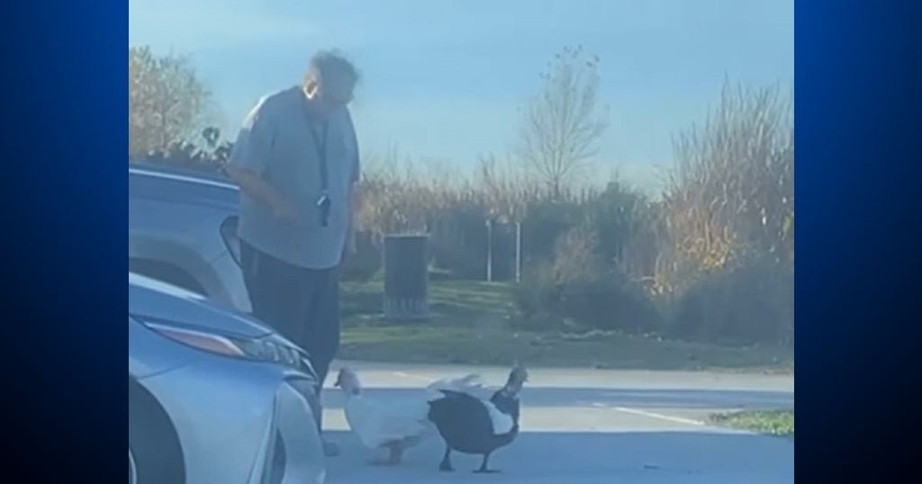 'Disturbing' Attack On Ducks In San Lorenzo Park Caught On Video ...