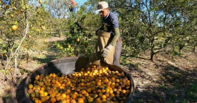 Disease known as citrus greening plagues Florida’s oranges, driving up ...