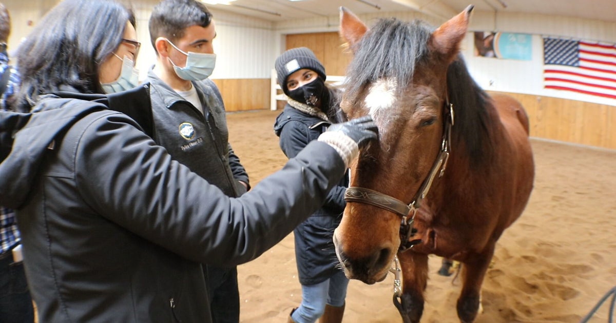 'Stables to Stethoscopes': Horses Help Doctors With Pandemic Stress ...
