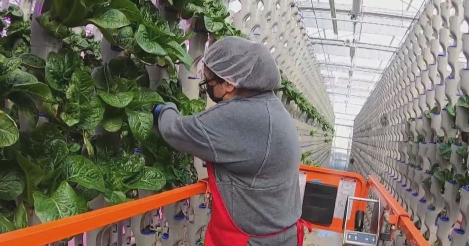 Gardening 101: Vertical Farming In The Metroplex - CBS Texas
