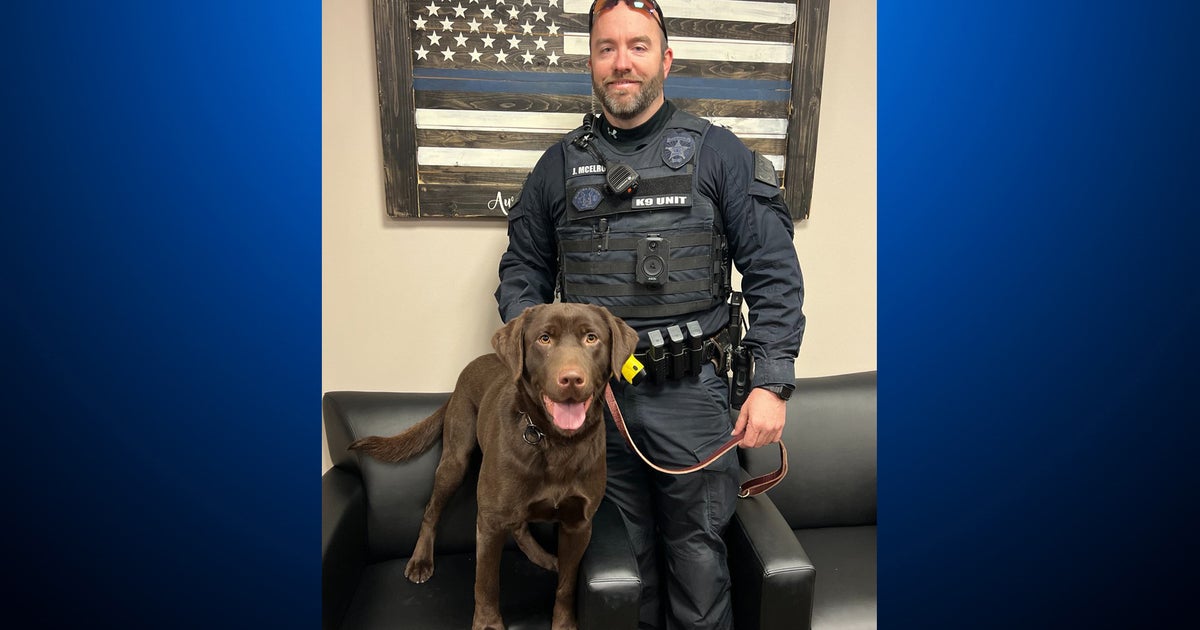Aurora Police Welcome New Recruit K9 Cooper Cbs Colorado