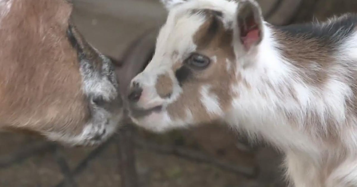 Elk Grove Gets More Exotic As New Rules Will Allow Legal Ownership Of ...