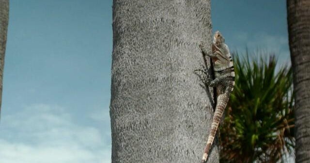 Cold temperatures in South Florida cause iguanas to pass out and fall ...