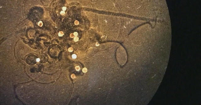 Boston scientists create "robots" that are capable of reproduction ...