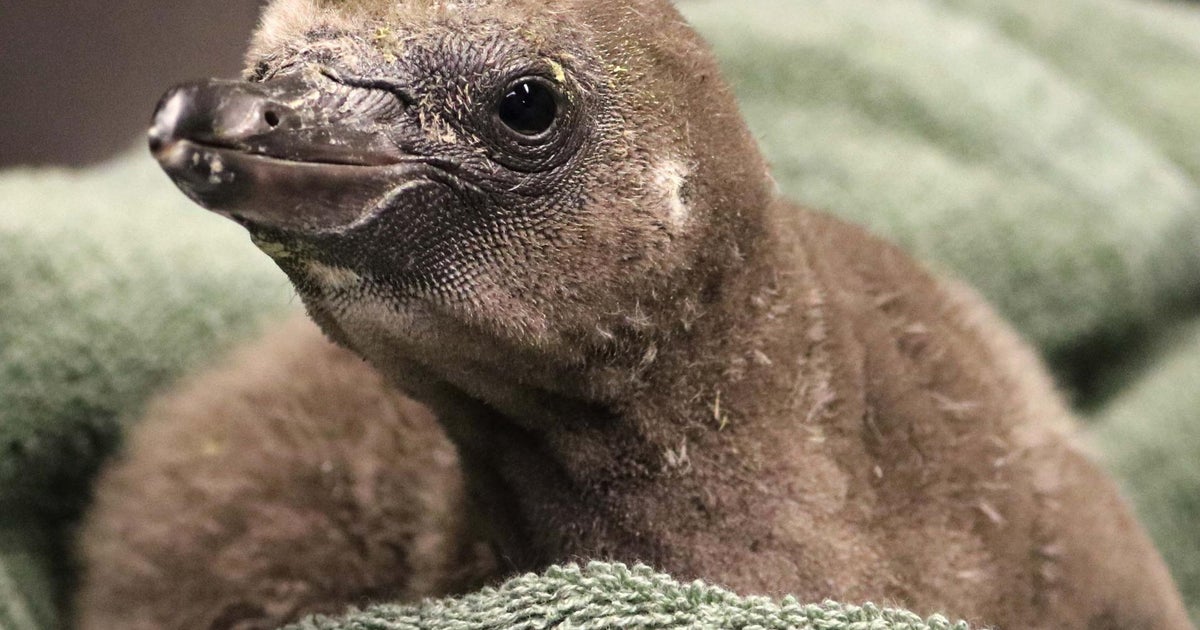 Same-sex penguin couple welcomes chick in a first for this New York zoo ...
