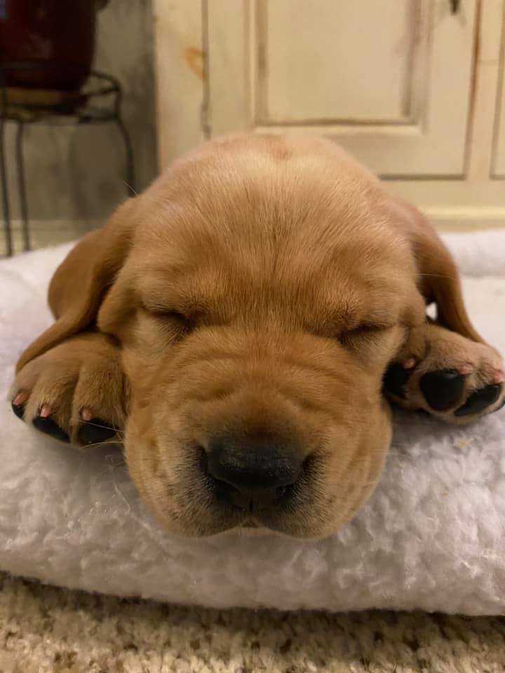 Michigan Matters: Man's best friend helping schools - CBS Detroit