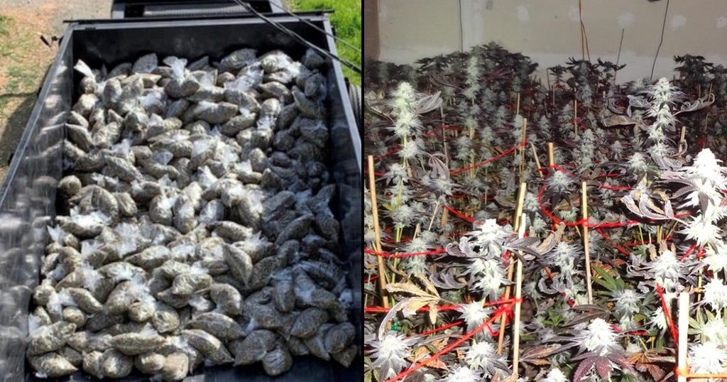 $7 Million In Marijuana Found In Massive Lake County Pot Bust - CBS San ...