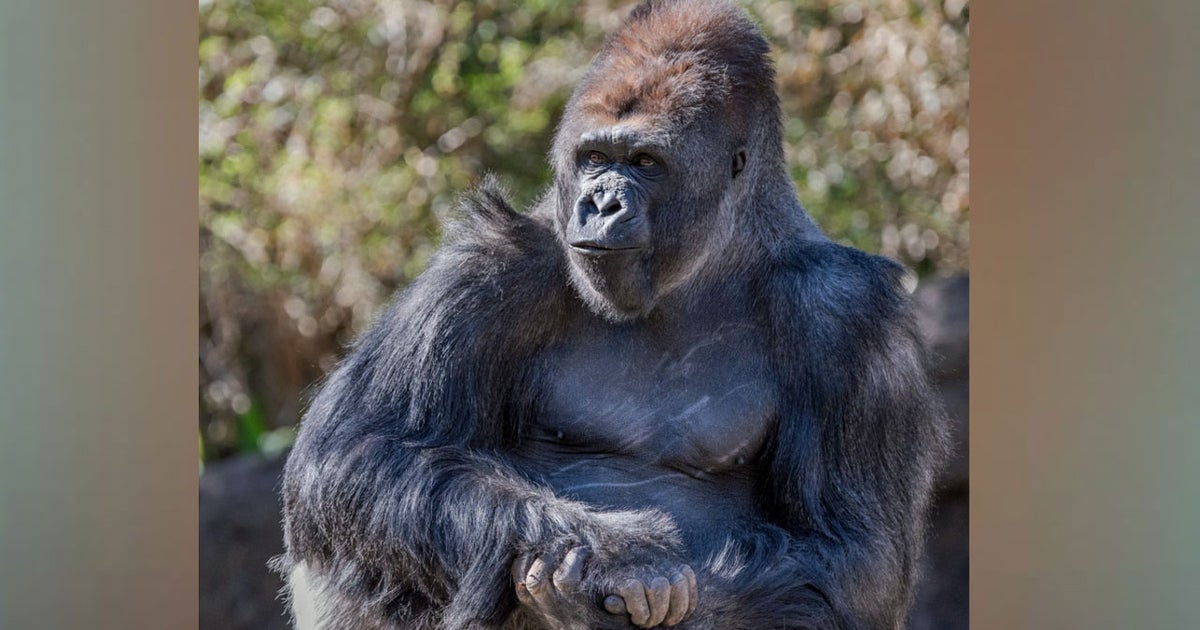 National Veterinary Services Laboratory Confirms 5 Dallas Zoo Gorillas ...