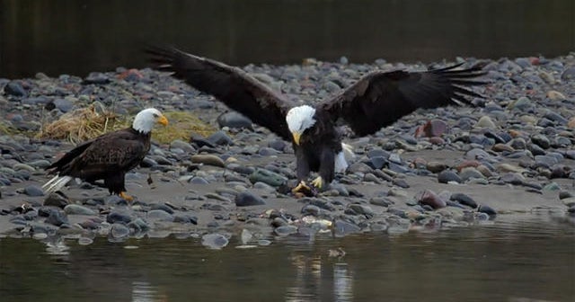 Nature: Eagles in Washington state - CBS News
