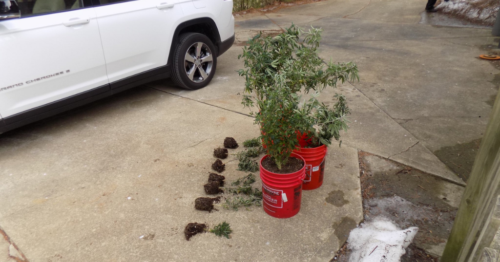 Peters Township Man Accused Of Growing Marijuana In Basement - CBS ...