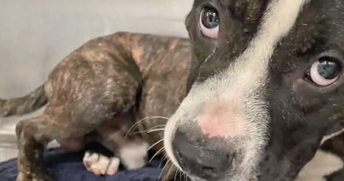 'Cowtown Friends' Working With Fort Worth Animal Control To Find Pets ...