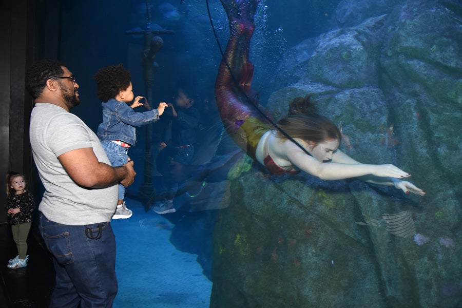 Mermaids At Adventure Aquarium