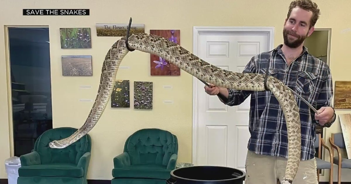 Safety First: Rattlesnake Class Protects Snakes And Educates People ...