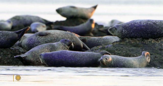 Nature: Seals in Massachusetts - CBS News